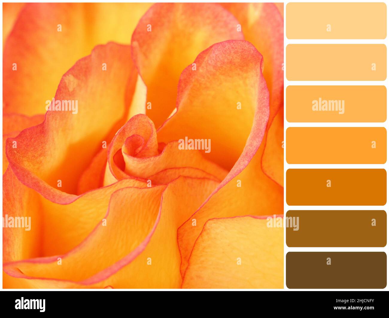 Color palette series: shades of orange Stock Photo - Alamy