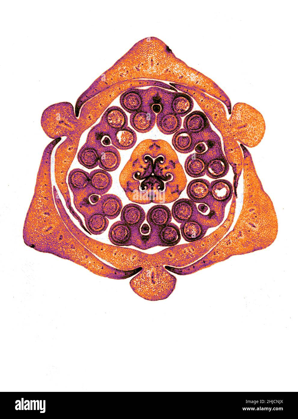 Section of Lily bud. Magnification: 12x. Photomicrograph made by Arthur ...