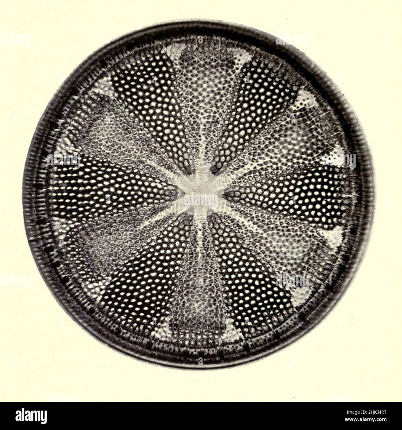 Diatom, Heliopelta metil. Magnification: 350x. Photomicrograph made by ...