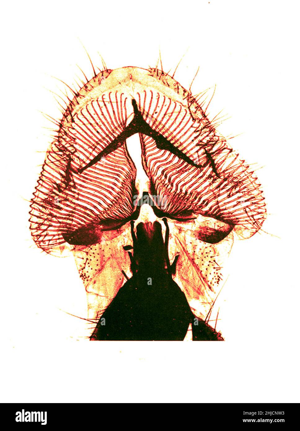 Proboscis of blow-fly. Magnification: 40x. Photomicrograph made by ...