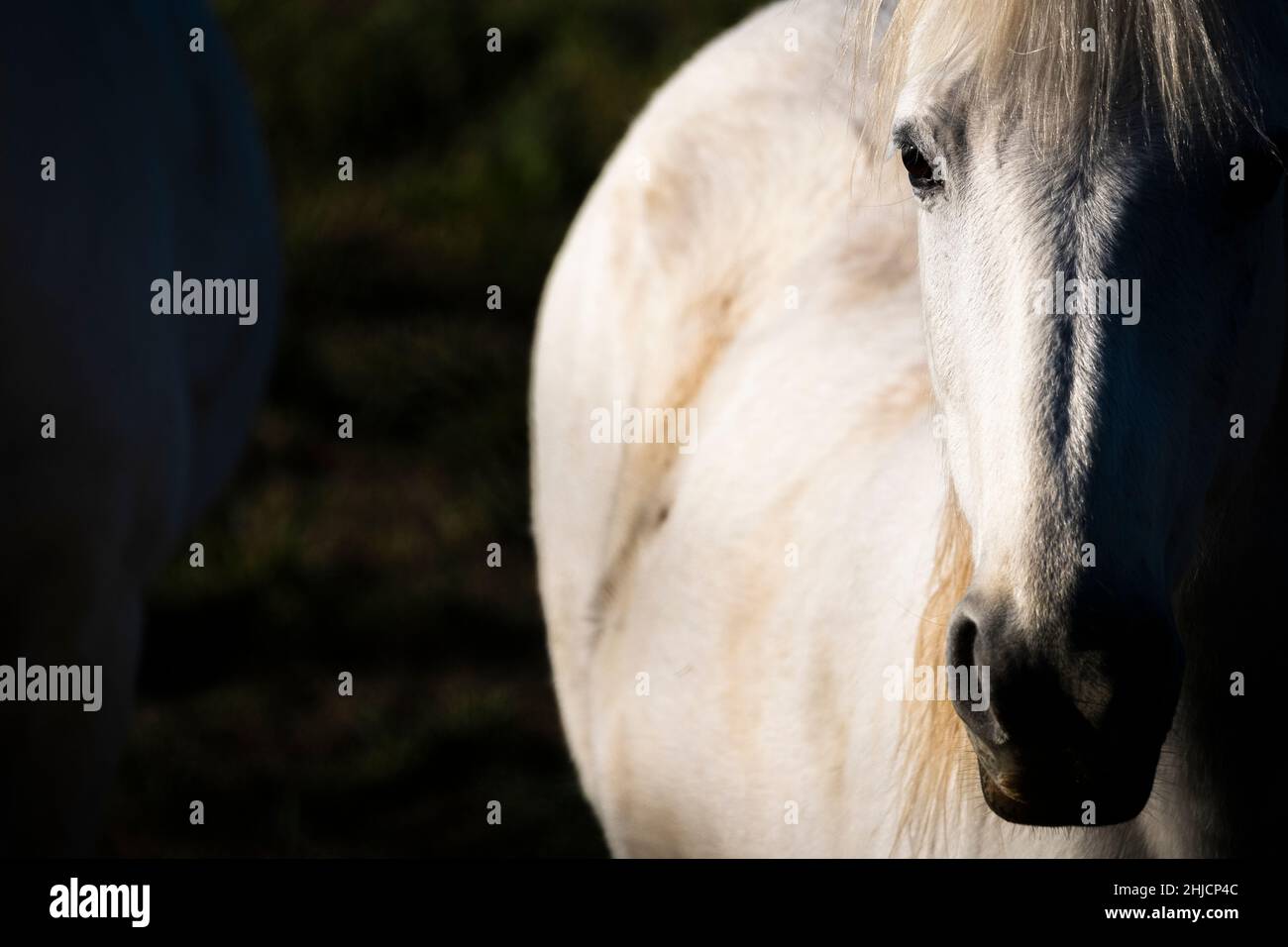 Horse (Equus ferus caballus), portrait Stock Photo - Alamy