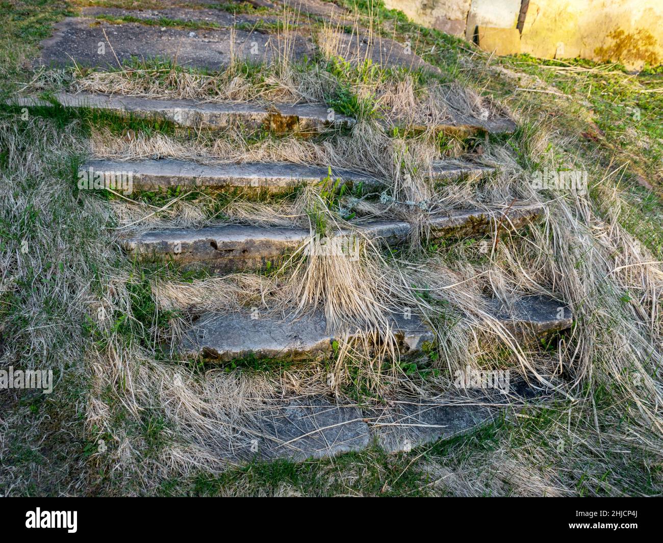 picture with an old stone staircase, the stairs have grown into the ...