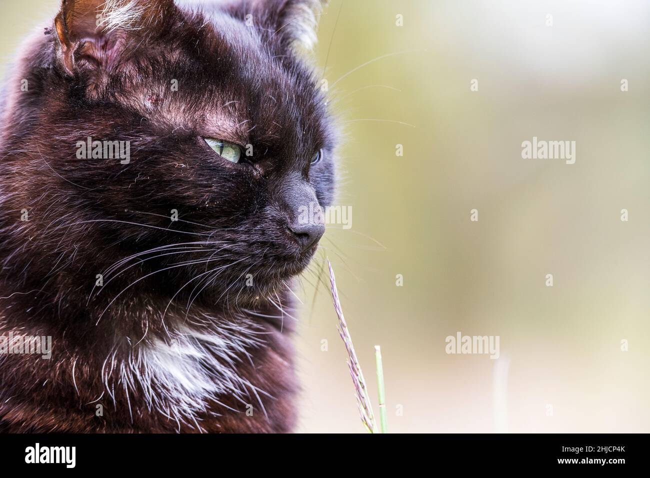 Domestic cat (Felis catus), france, protrait Stock Photo - Alamy
