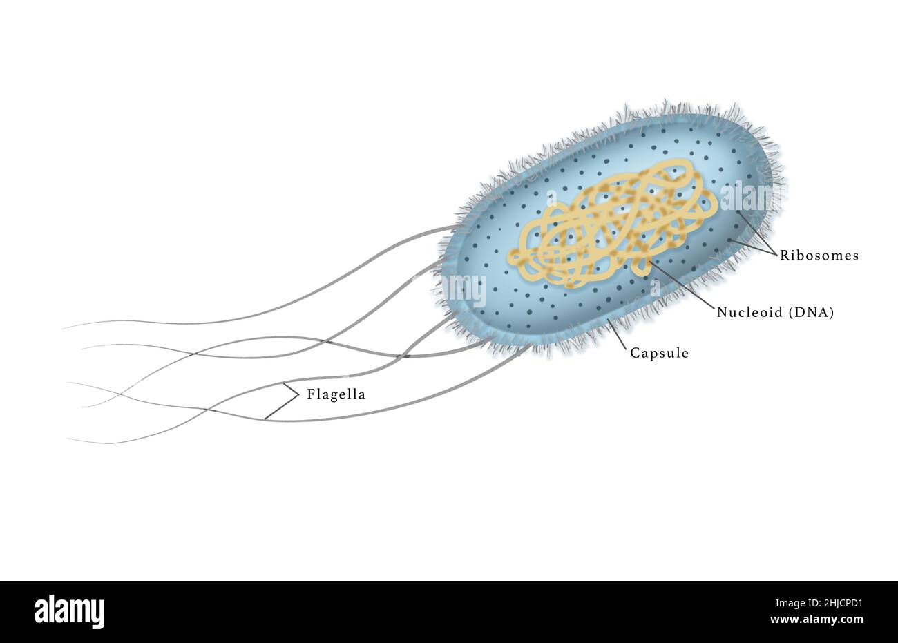 Diagram Of E Coli Bacteria Coli Escherichia