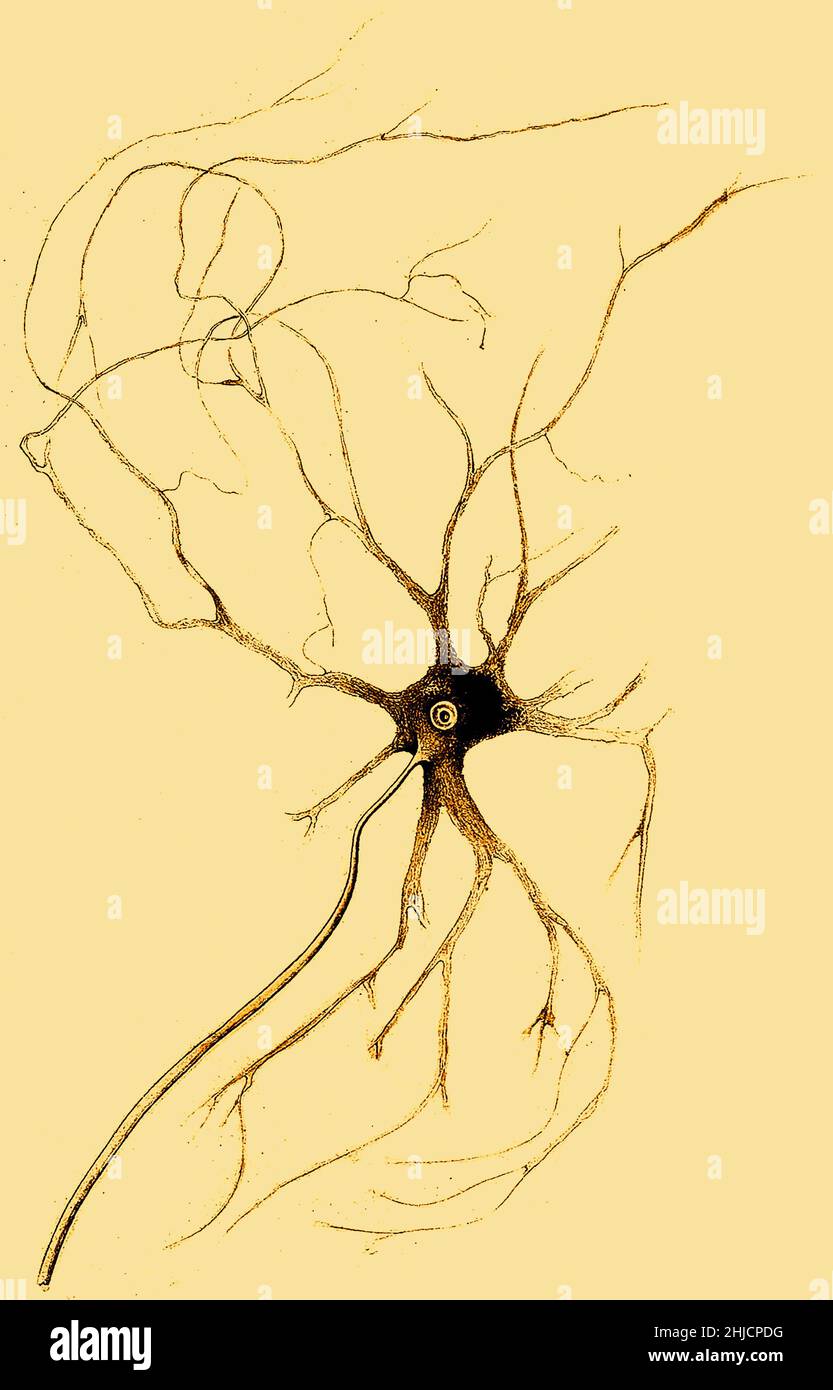 Nerve cell from anterior horn of spinal cord grey matter. Drawn by Otto ...
