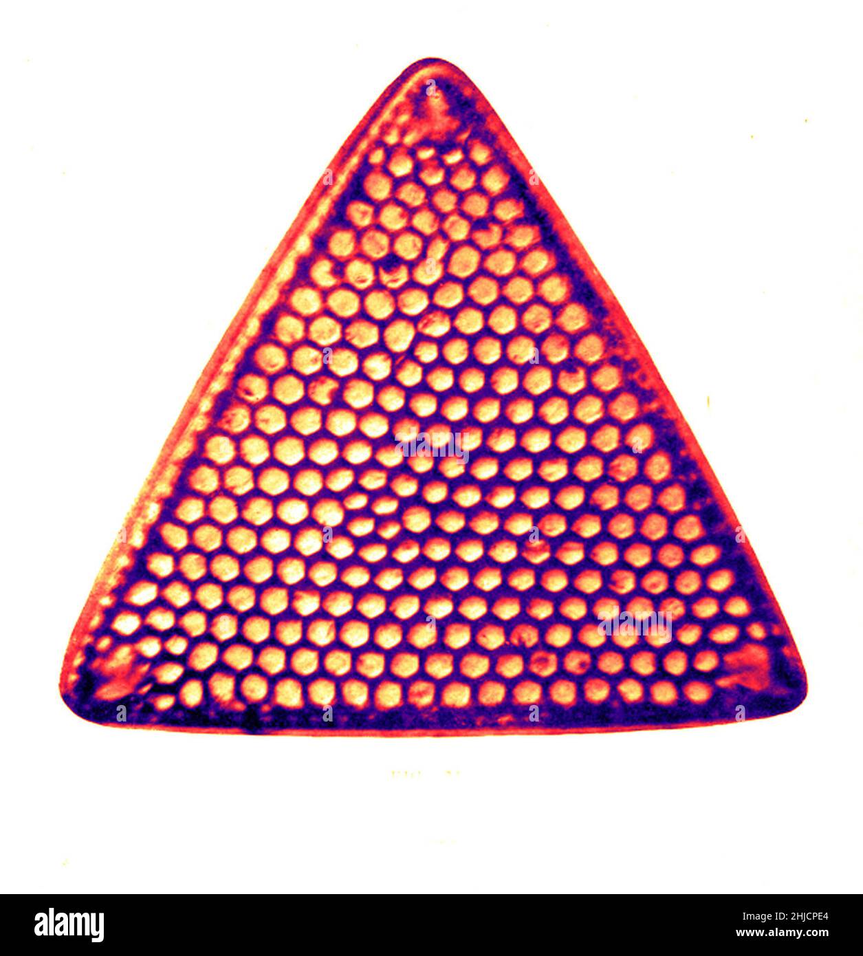 Diatom, Triceratium Favus. Magnification: 600x. Photomicrograph made by ...