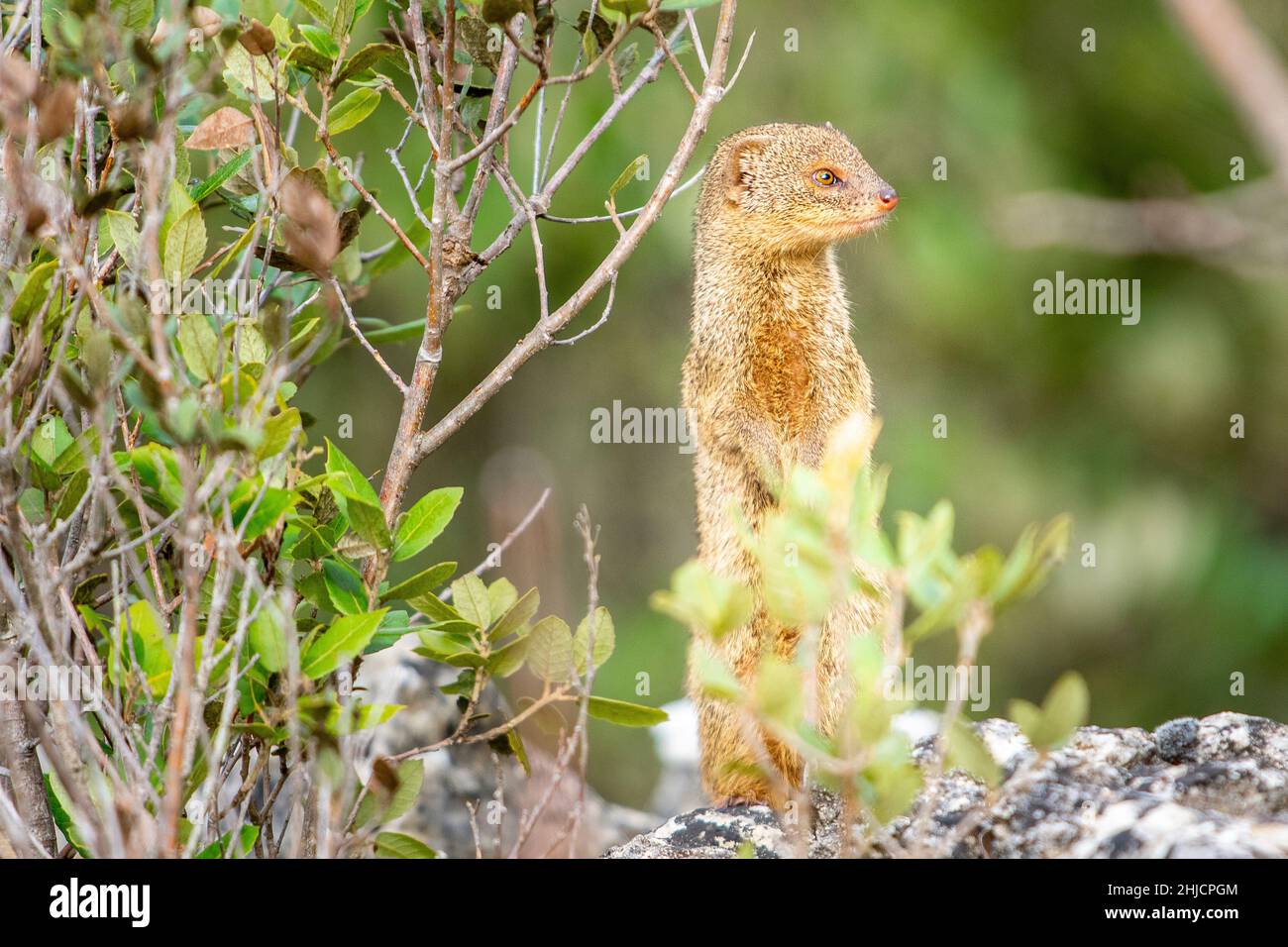 Small Indian mongoose (Urva auropunctata Stock Photo - Alamy