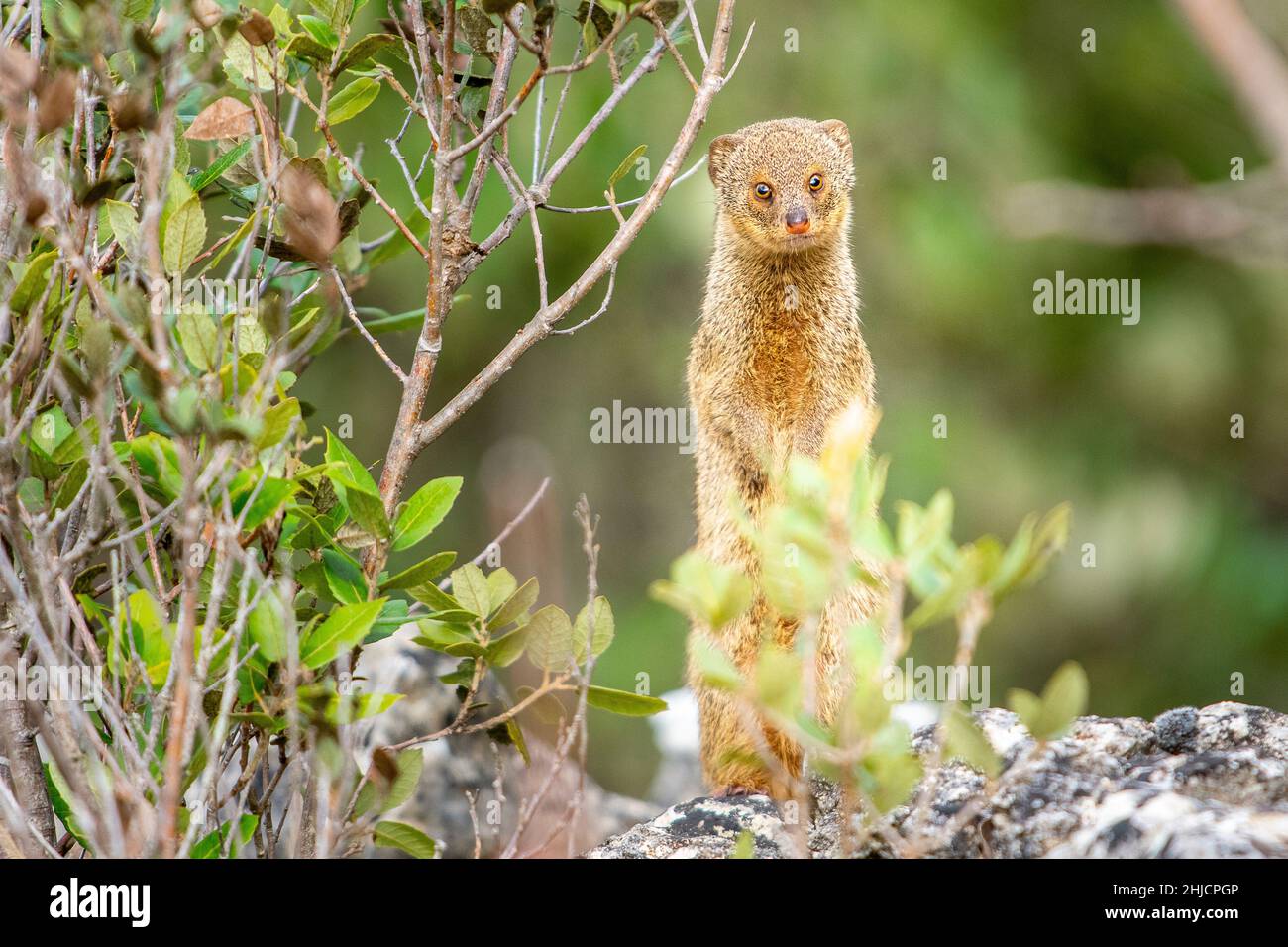 Small Indian mongoose (Urva auropunctata Stock Photo - Alamy
