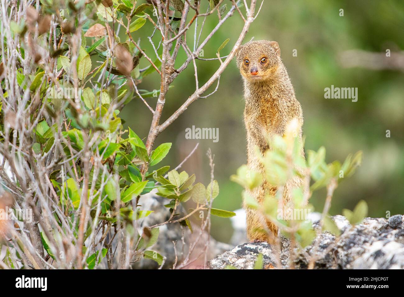 Small Indian mongoose (Urva auropunctata Stock Photo - Alamy
