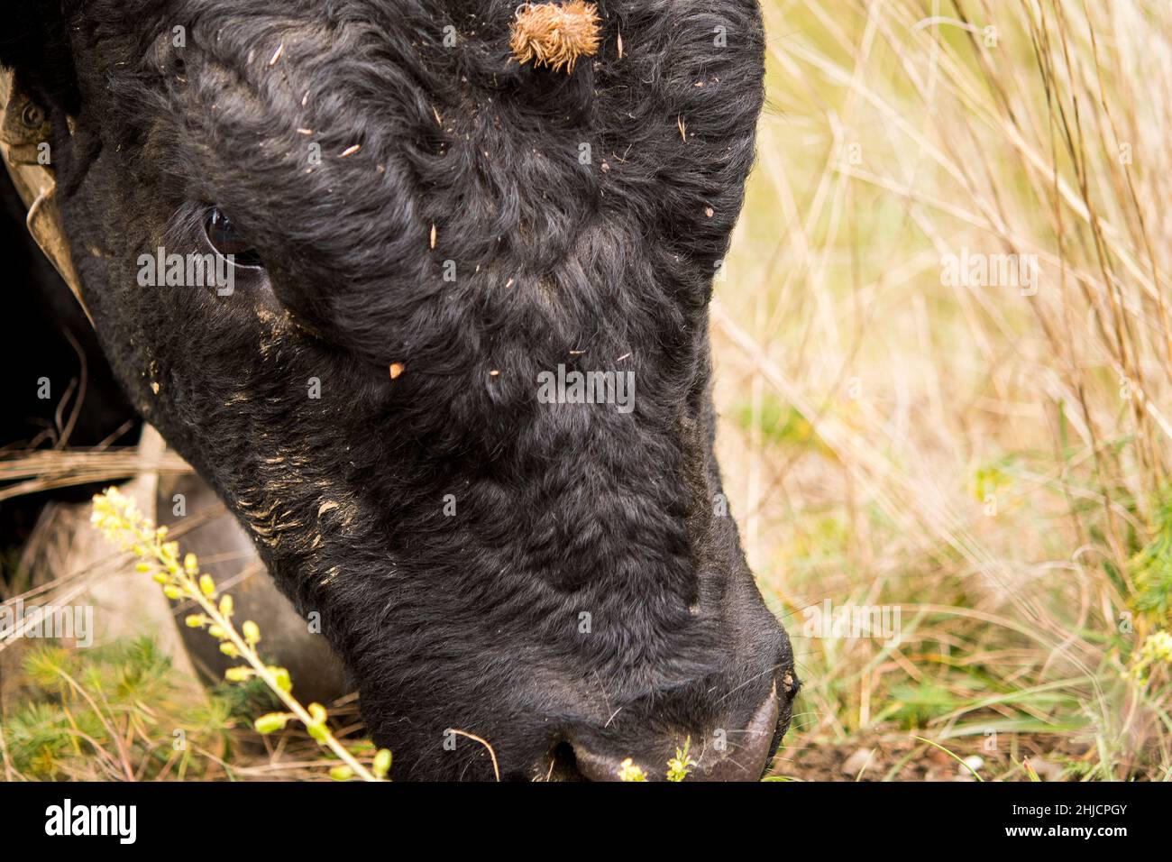 Primigenus hi-res stock photography and images - Alamy