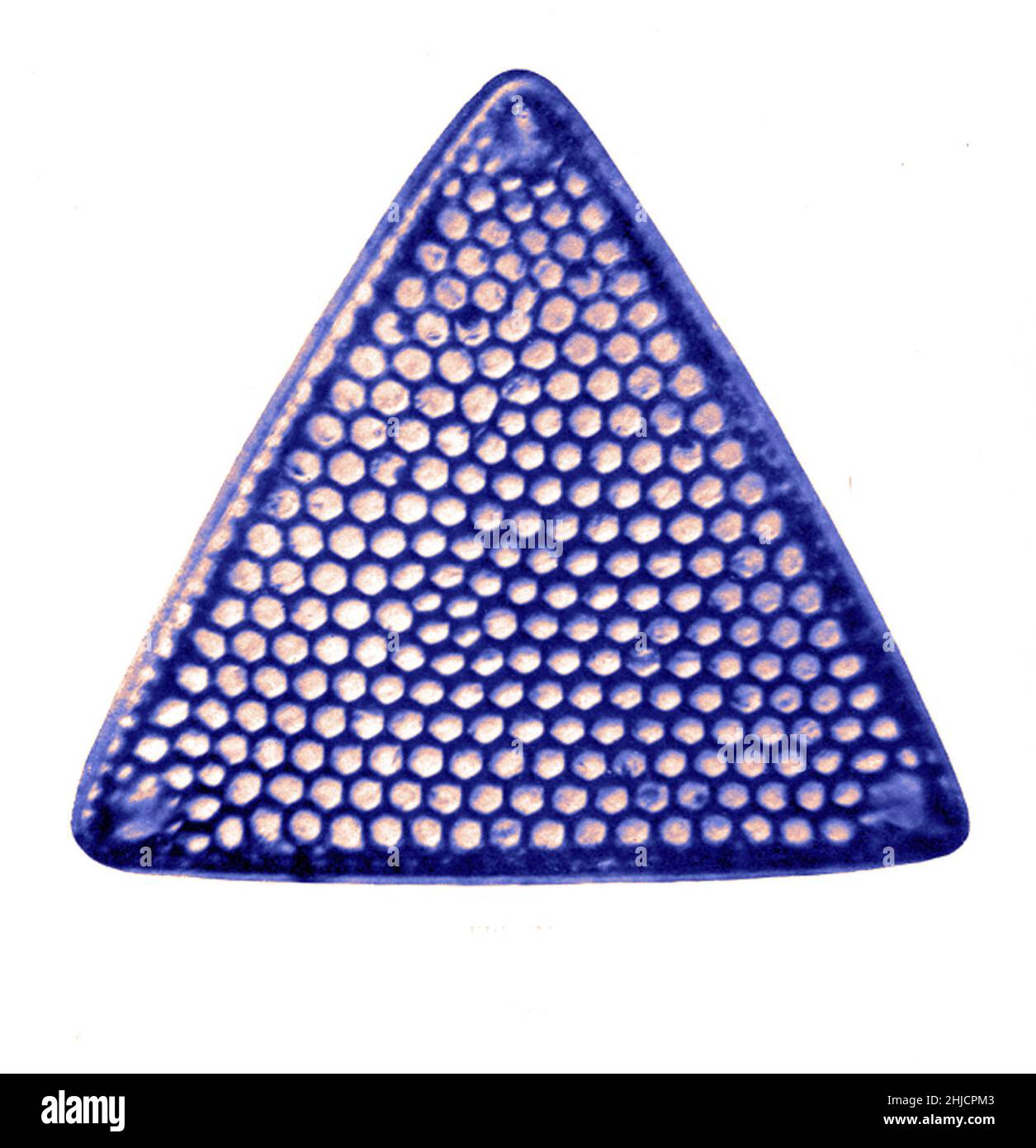 Diatom, Triceratium Favus. Magnification: 600x. Photomicrograph made by ...