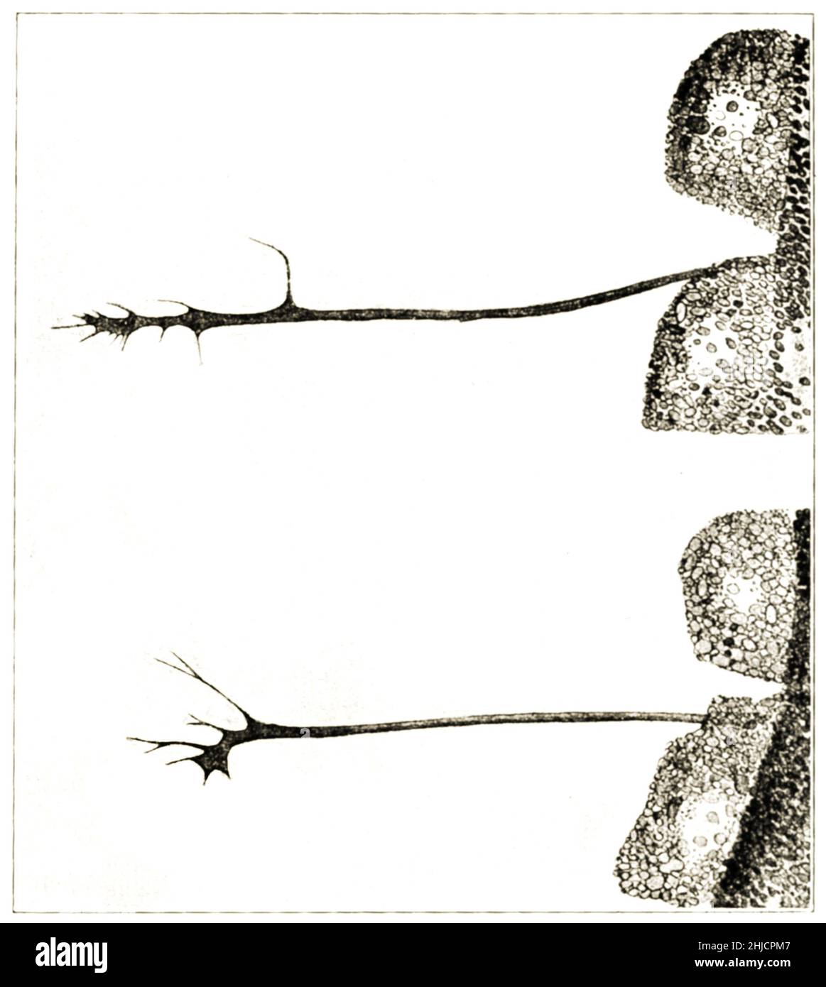 Two views of a nerve fibre taken fifty minutes apart, during which time ...