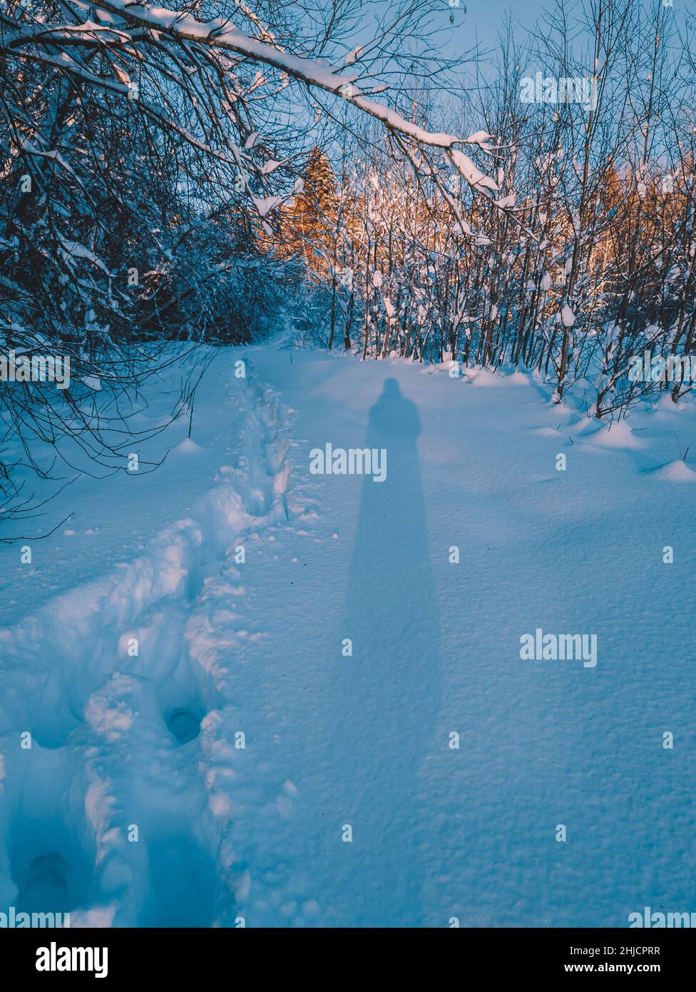 Tree shadow on pathway hi-res stock photography and images - Alamy