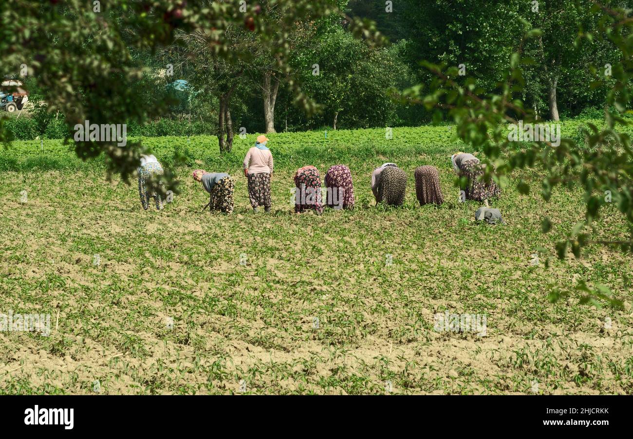 Turkey country farming hi-res stock photography and images - Alamy