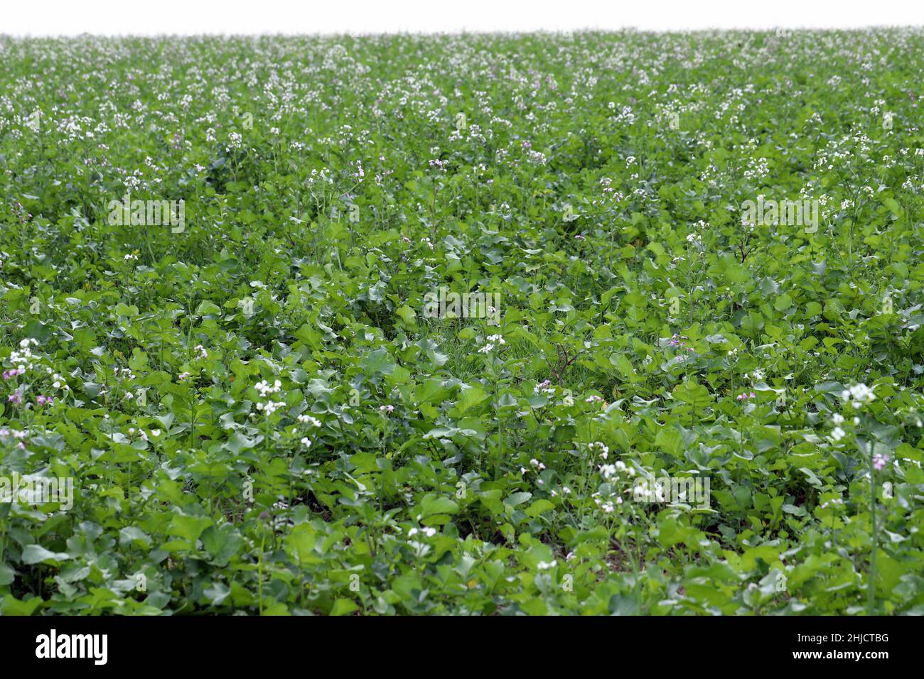 Raphanus raphanistrum, also known as wild radish, white charlock or ...