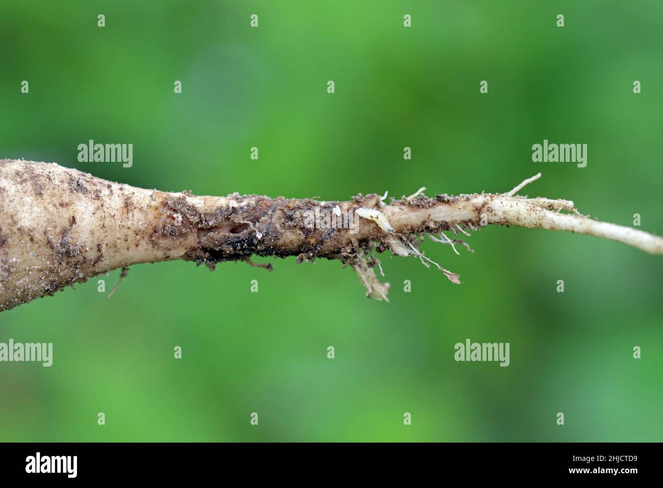 Radish root damaged by larva of cabbage fly (also cabbage root fly ...
