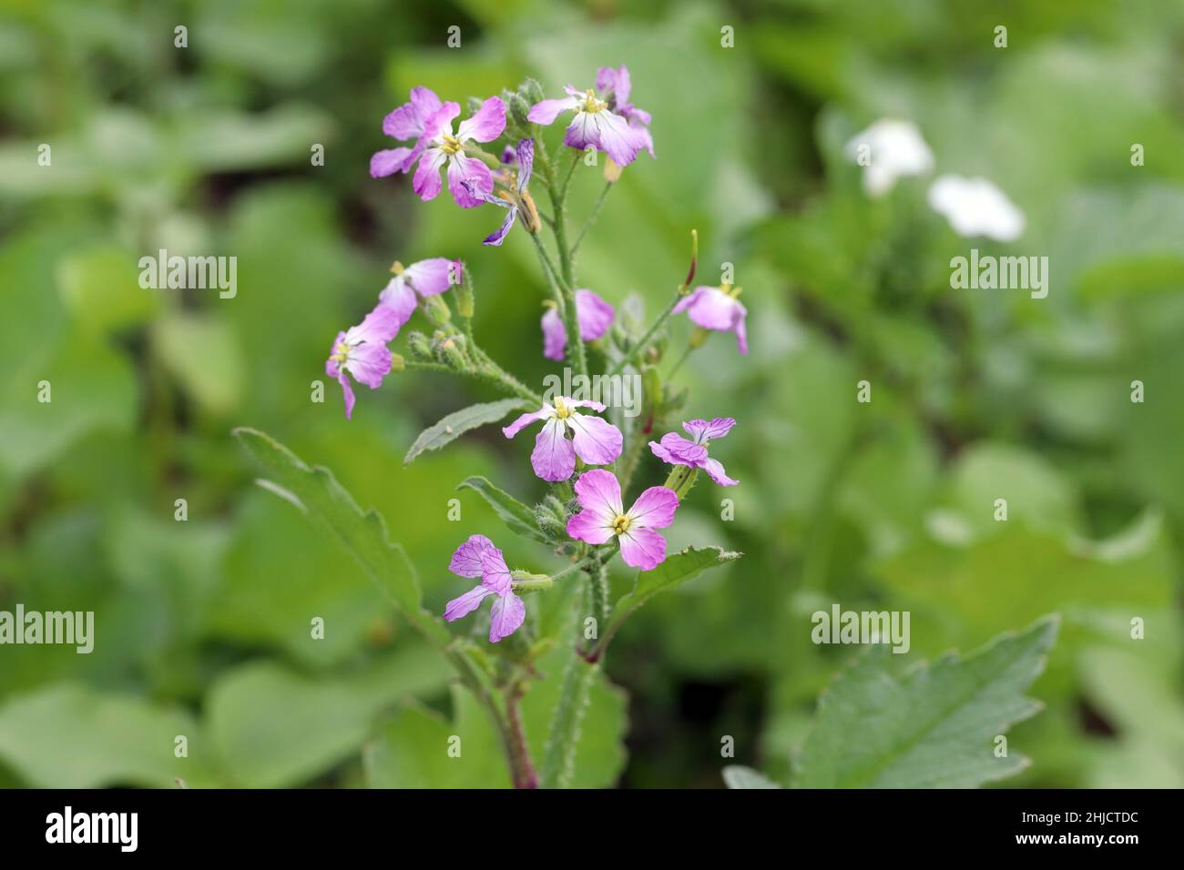 Raphanus raphanistrum, also known as wild radish, white charlock or ...