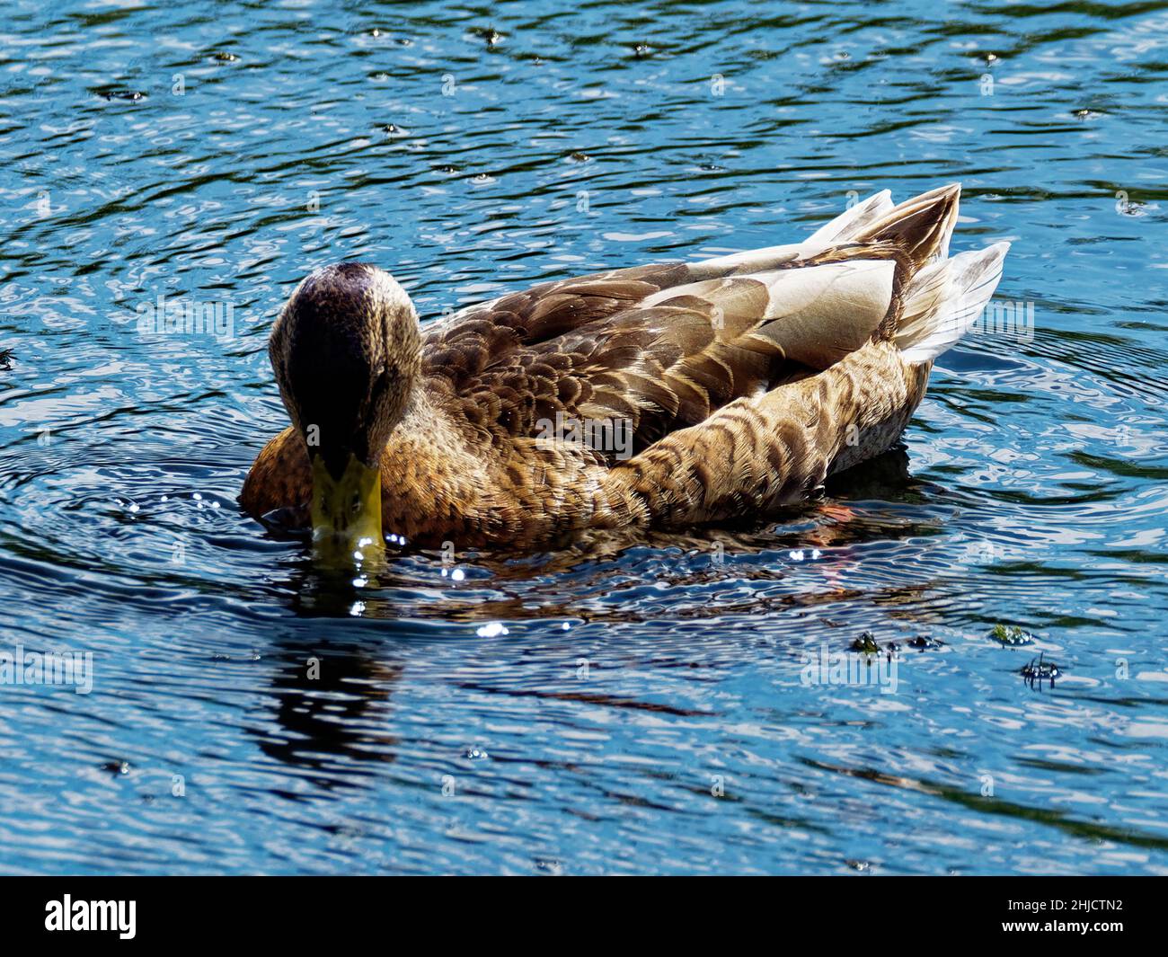 Mallard , Wild Duck , Newport, South Wales, UK Stock Photo - Alamy