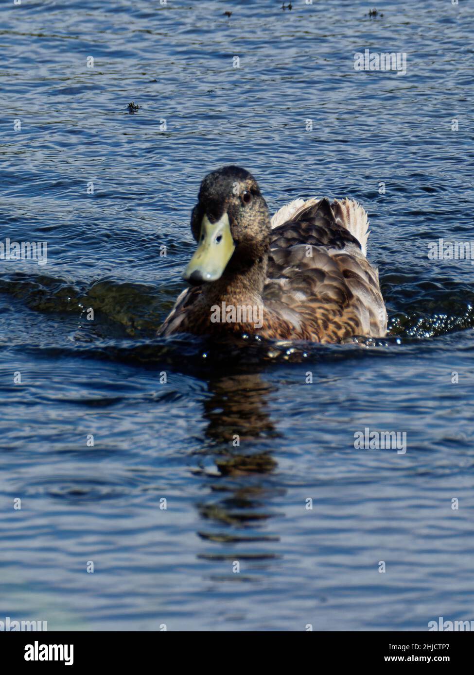 Uk duck species hi-res stock photography and images - Alamy