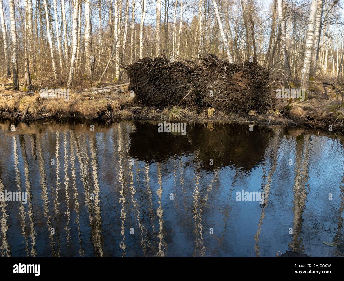 the bank of a small wild river, with trees reflecting in the water ...