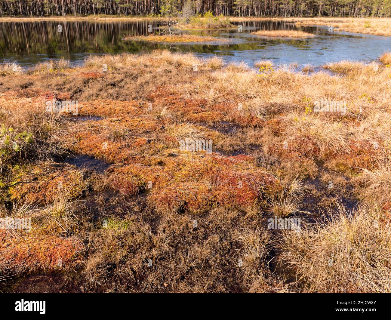 bog lake landscape, bog grass texture in the foreground, sunny spring ...