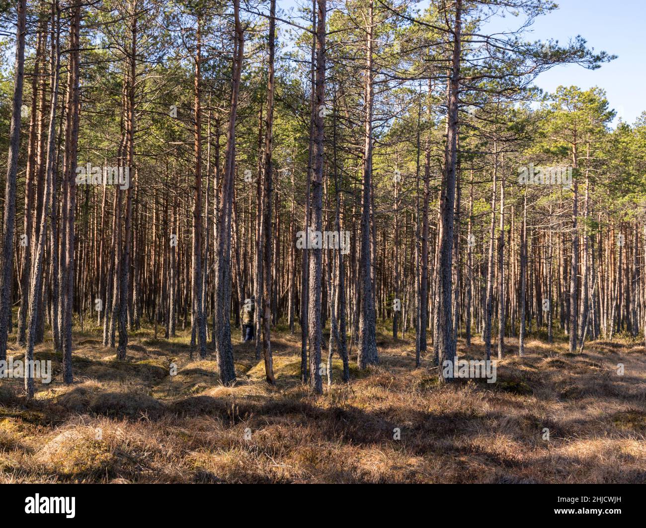 bog landscape with dry bog grass and tree silhouettes, sunny spring ...