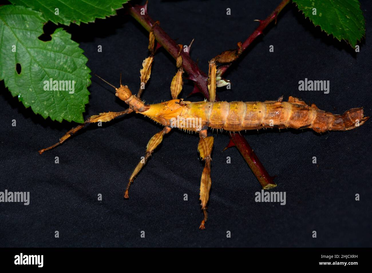 Australian stick insect ( Extatosoma tiaratum ) on dark background ...