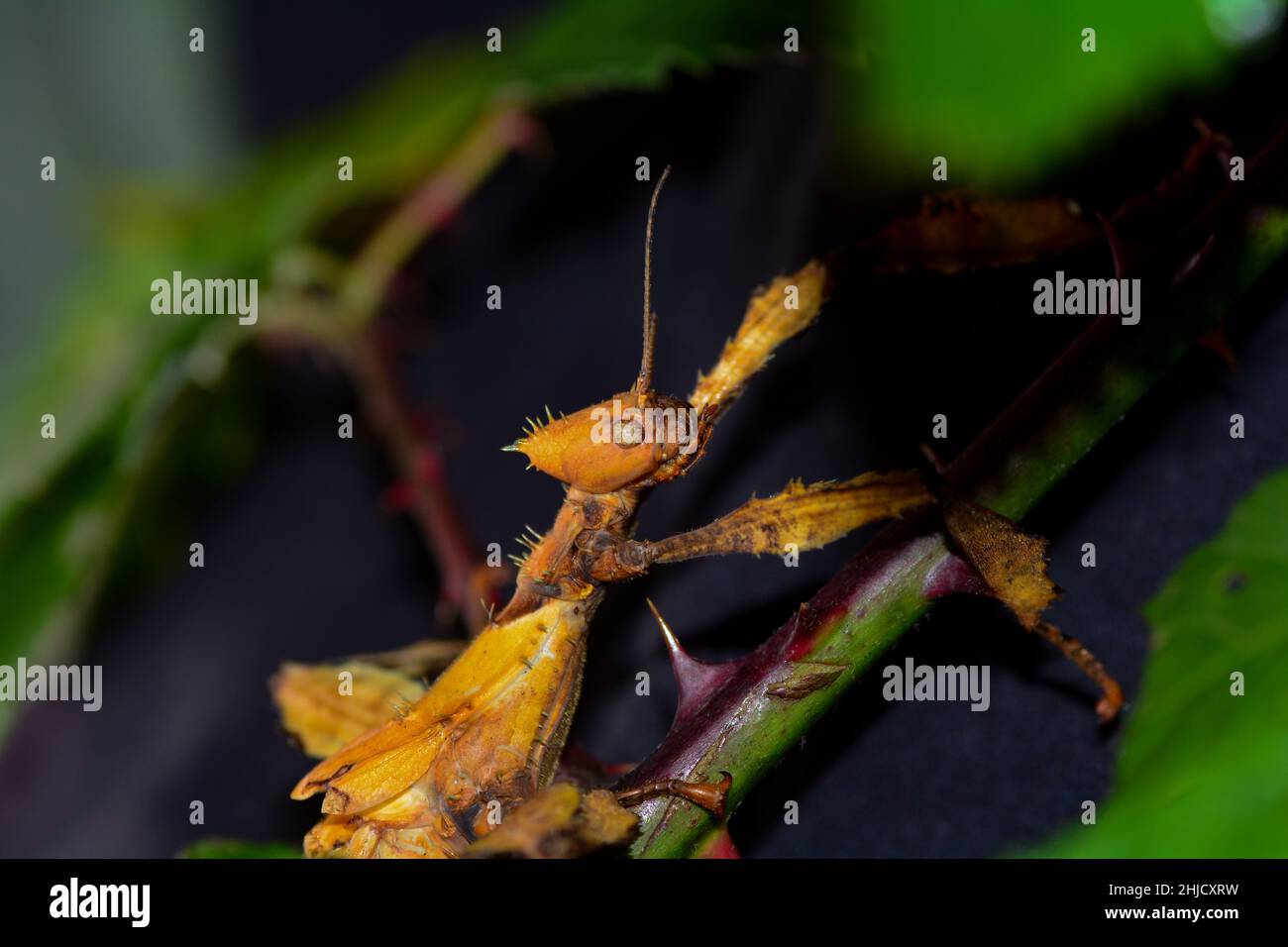 Australian stick insect ( Extatosoma tiaratum ) on dark background ...