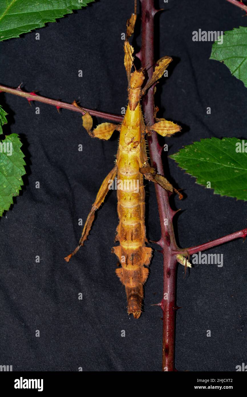 Australian stick insect ( Extatosoma tiaratum ) on dark background ...