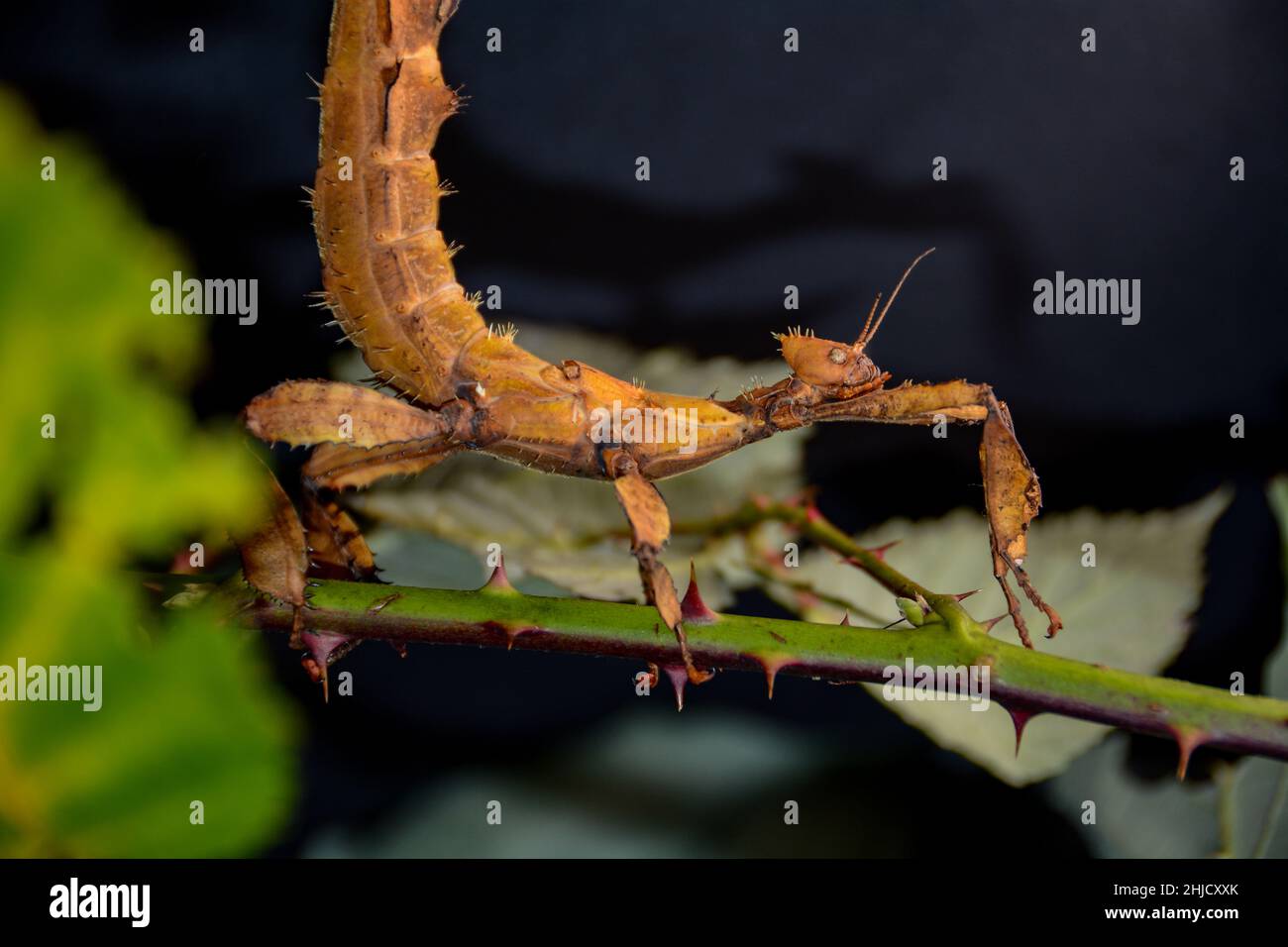 Australian stick insect ( Extatosoma tiaratum ) on dark background ...