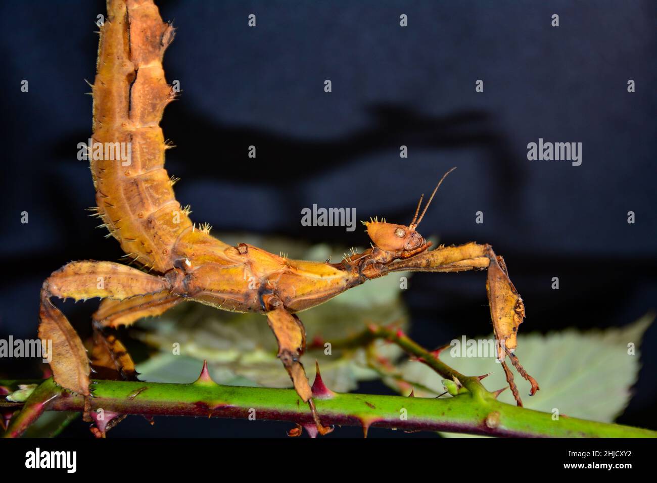Australian stick insect ( Extatosoma tiaratum ) on dark background ...