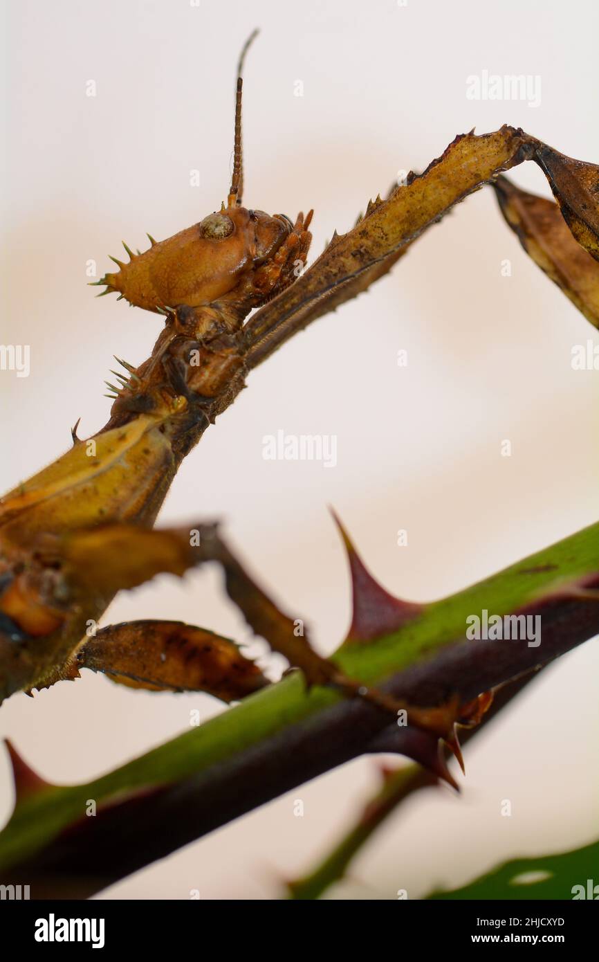 Australian stick insect ( Extatosoma tiaratum ) with light background ...