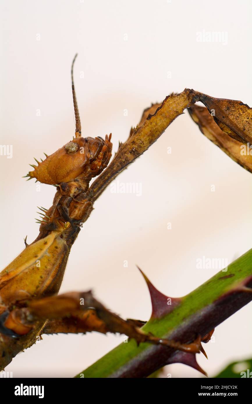 Australian stick insect ( Extatosoma tiaratum ) with light background ...