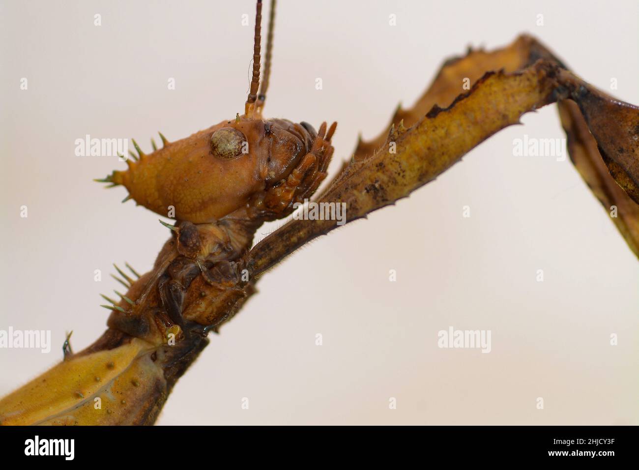 Head one Australian stick insect ( Extatosoma tiaratum ) with light ...
