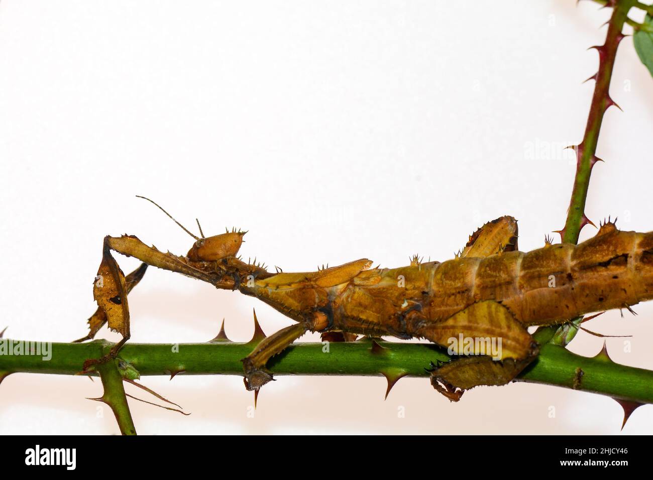 Australian stick insect ( Extatosoma tiaratum ) with light background ...