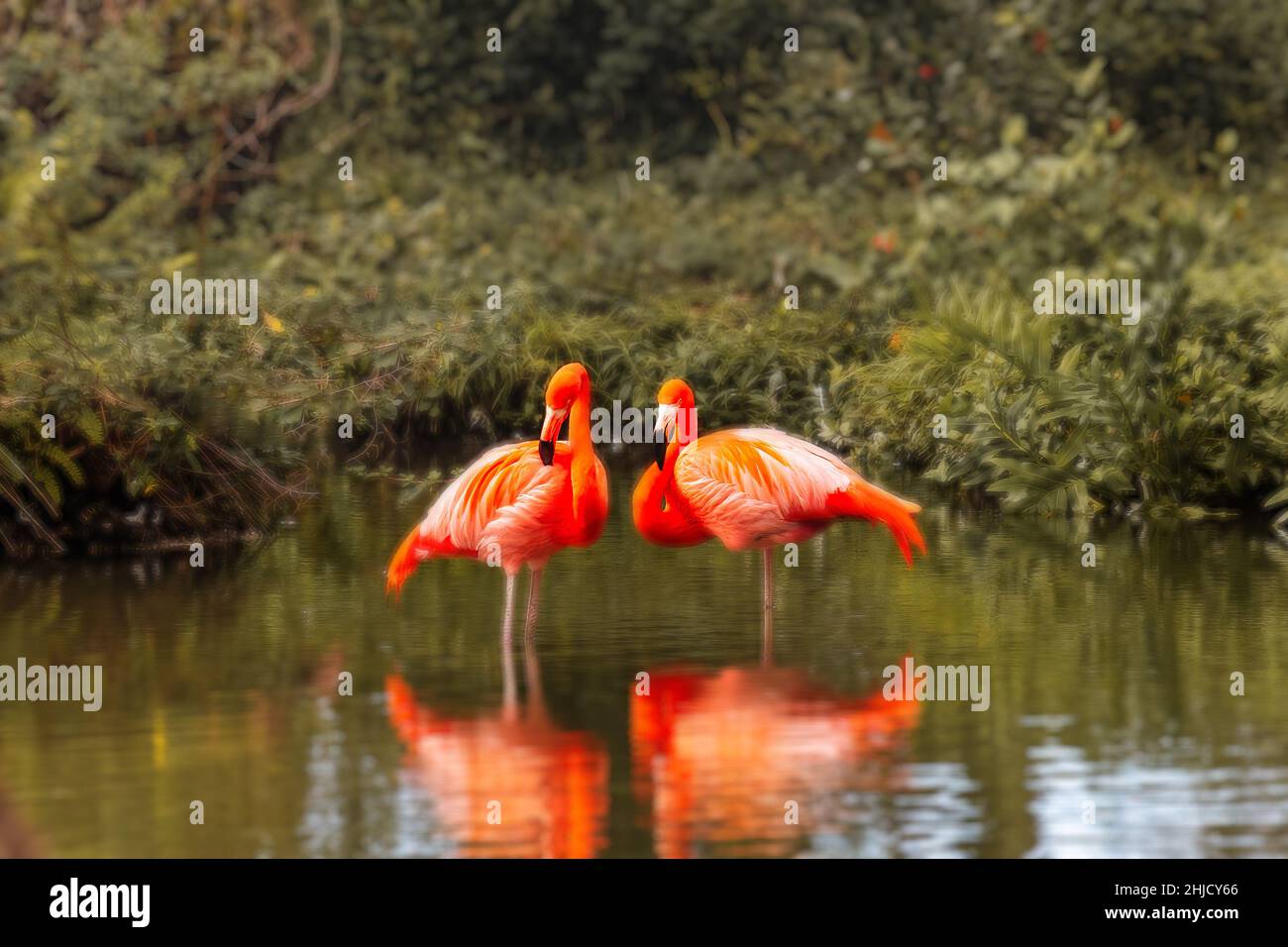 Couple watching birds hi-res stock photography and images - Alamy