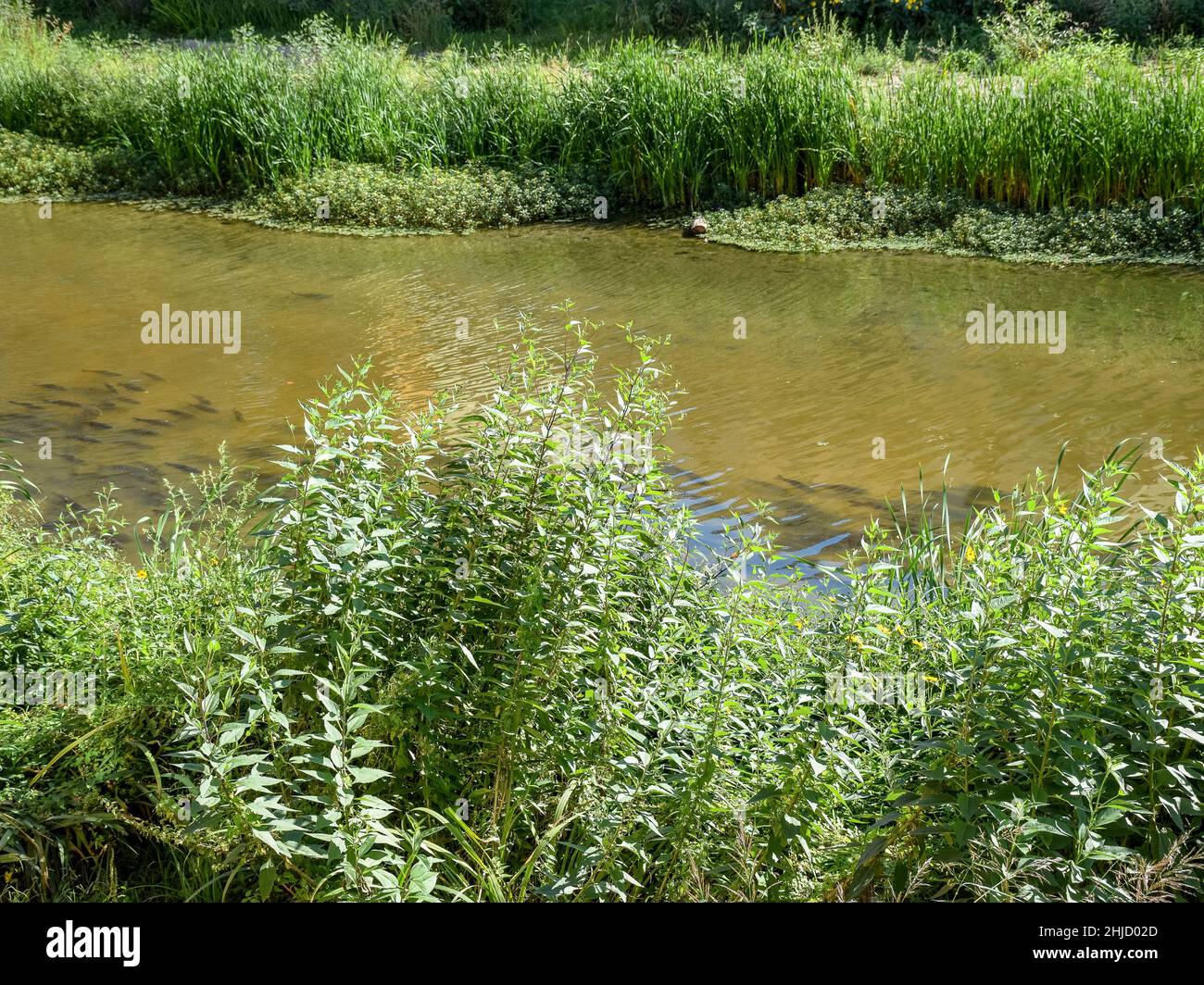 river landscape, shores overgrown with bushes, blurred fish outlines in ...