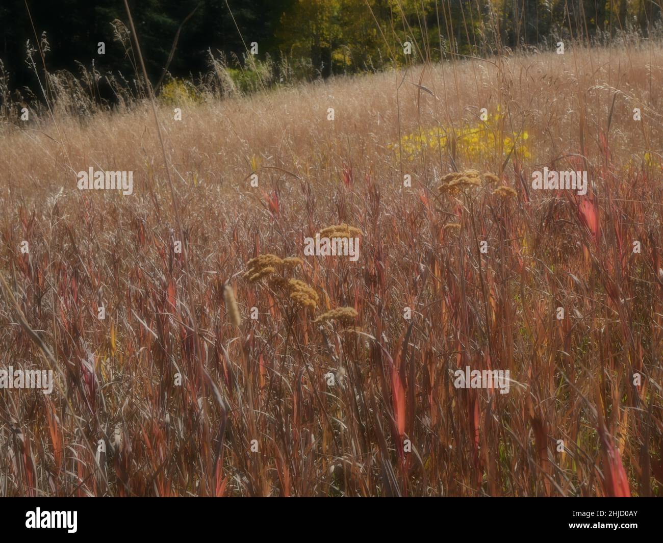 San Isabel Lake, Rye, Colorado- Fields of fire Stock Photo - Alamy