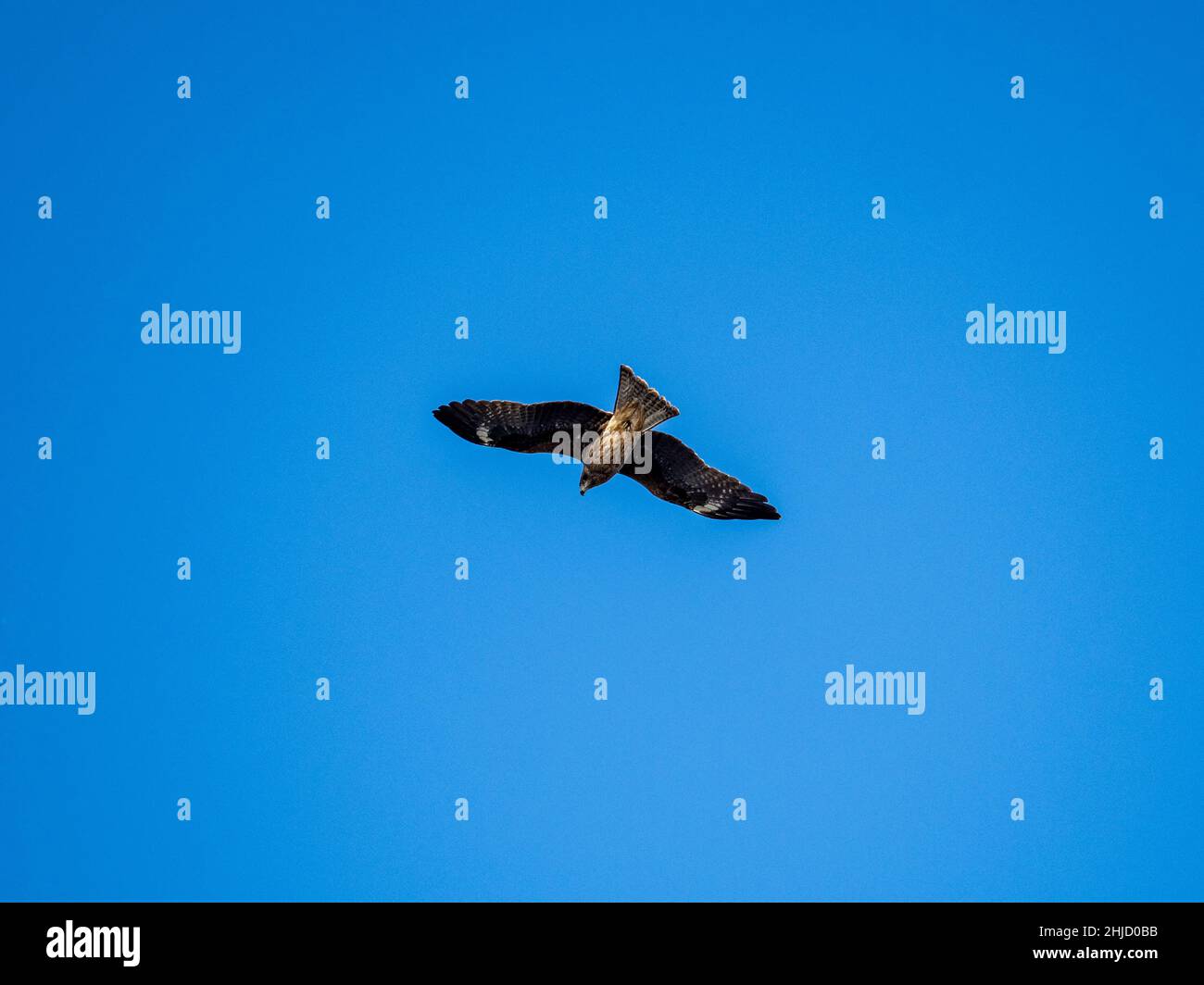 Black-eared kite (Milvus migrans lineatus) in flight in Fujisawa, Japan ...