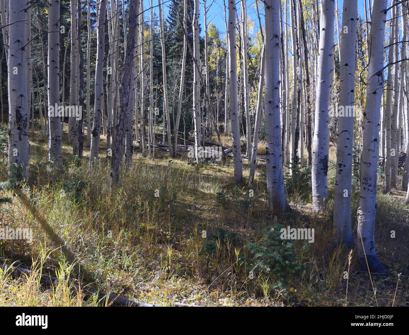 San Isabel Lake, Rye, Colorado- the path Stock Photo - Alamy