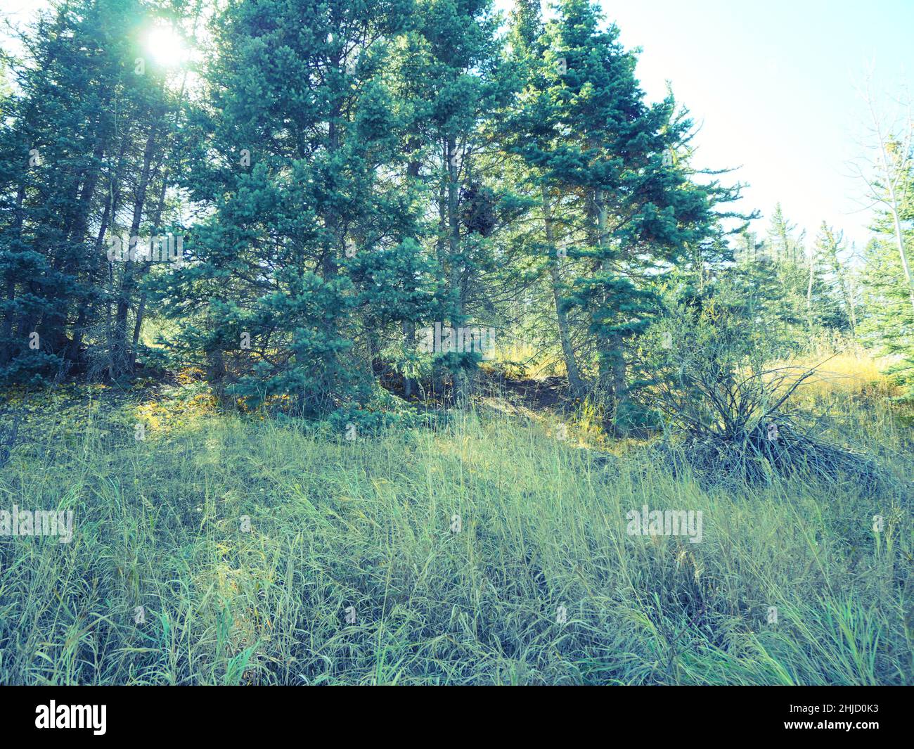 San Isabel Lake, Rye, Colorado Stock Photo - Alamy