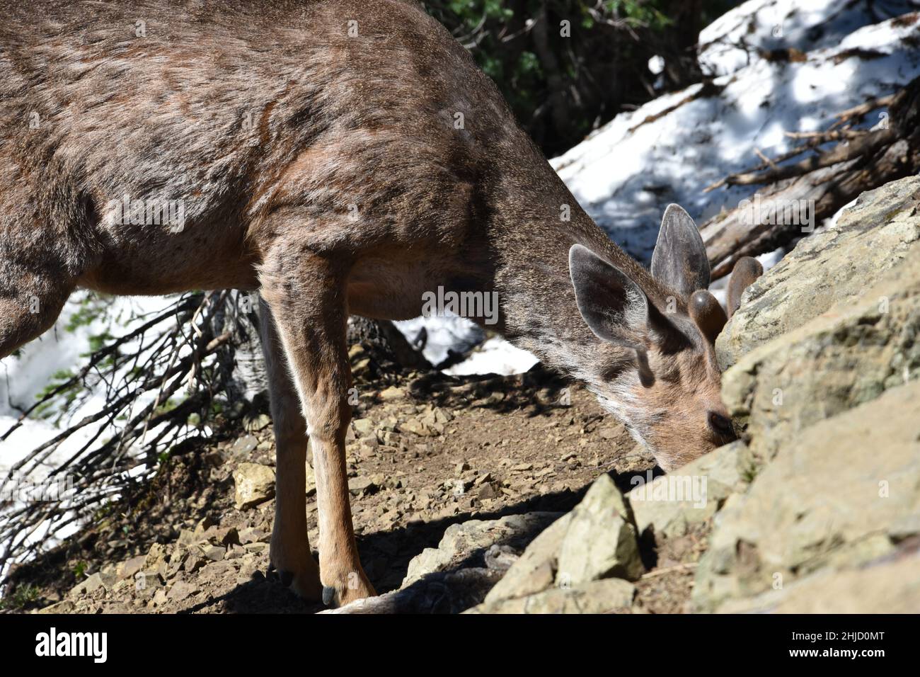A deer atop Hurricane Ridge in Olympic National Park on the Olympic ...