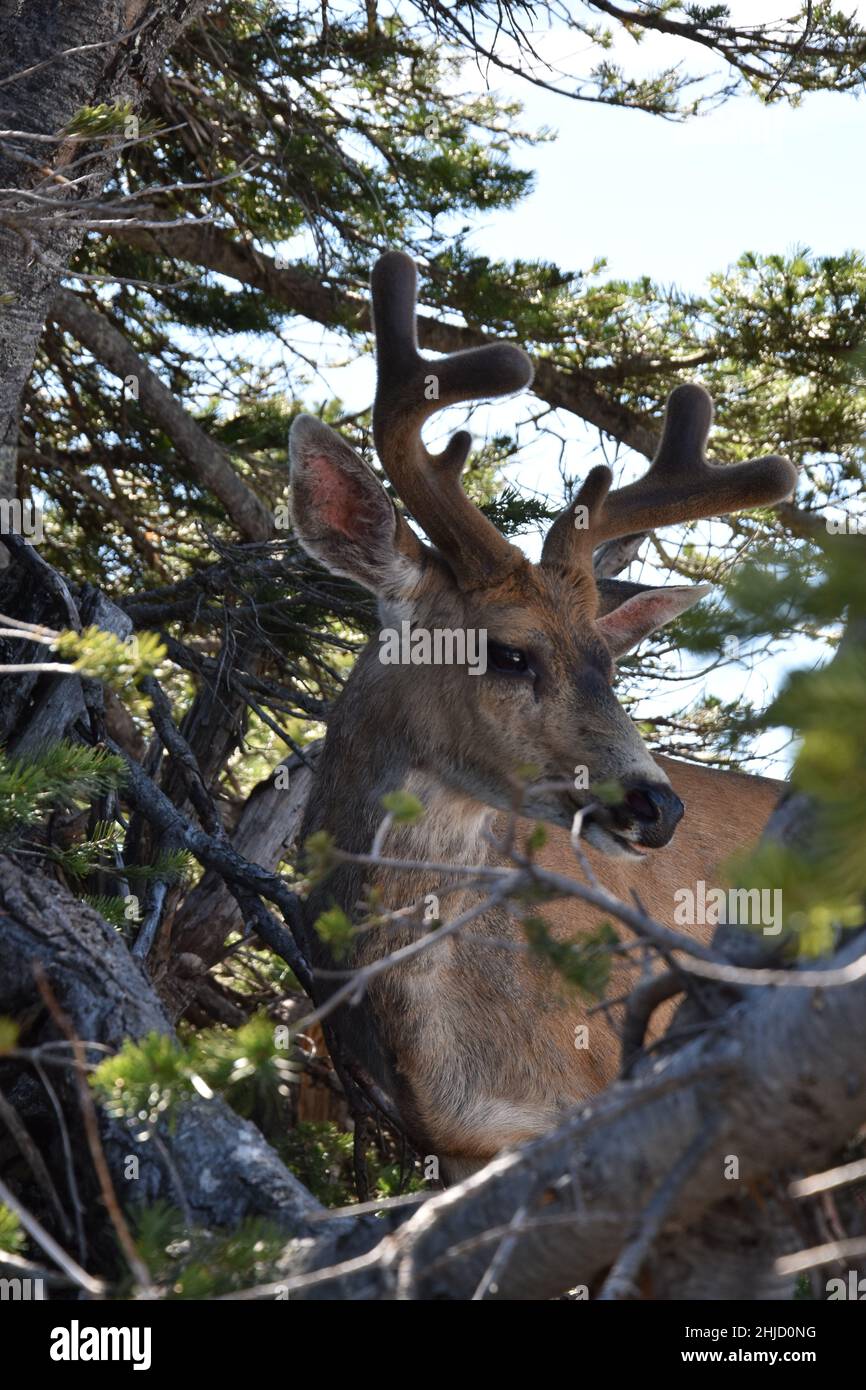 A deer atop Hurricane Ridge in Olympic National Park on the Olympic ...
