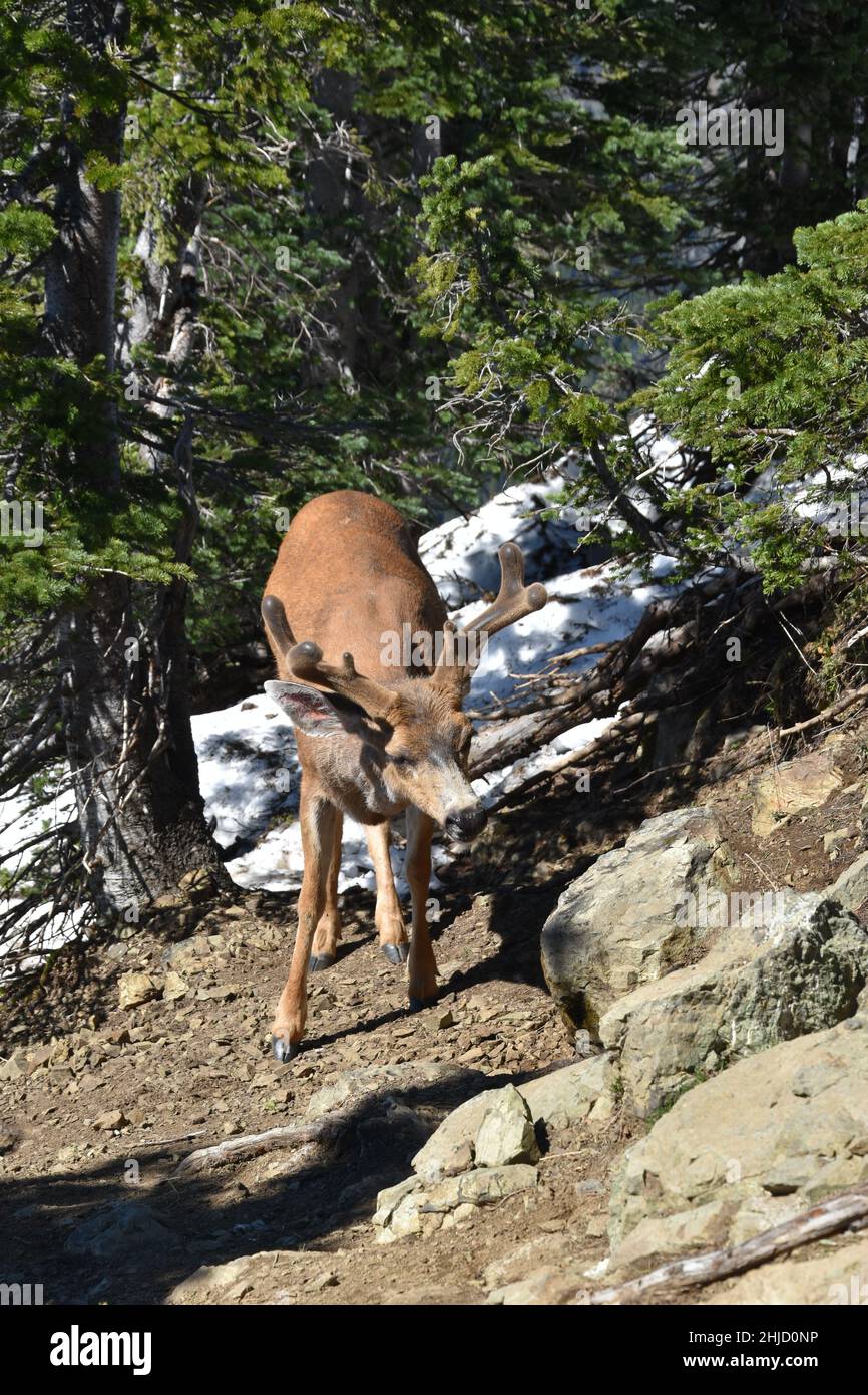 A deer atop Hurricane Ridge in Olympic National Park on the Olympic ...