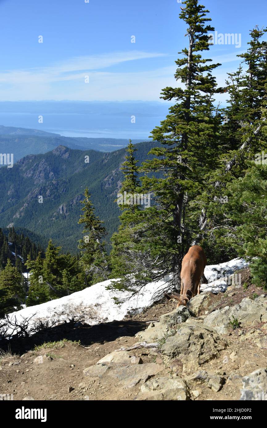 A deer atop Hurricane Ridge in Olympic National Park on the Olympic ...