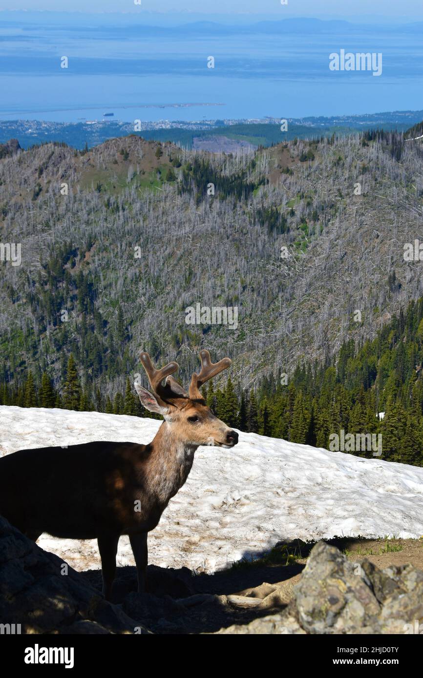 Black tail deer olympic peninsula hi-res stock photography and images ...