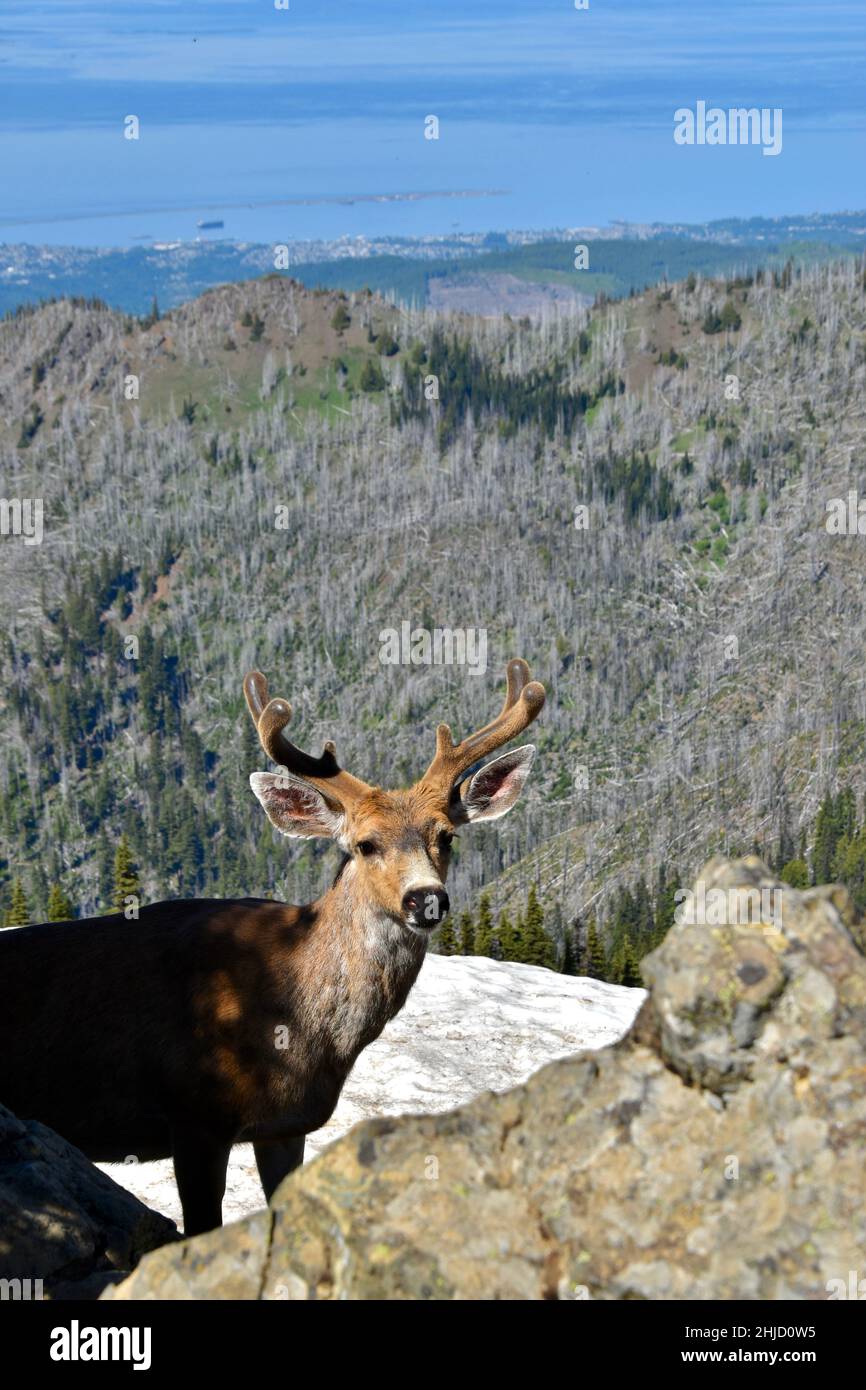 A deer atop Hurricane Ridge in Olympic National Park on the Olympic ...