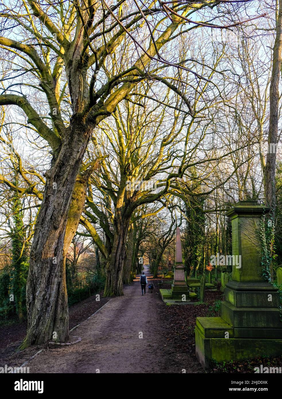 Sheffield General Cemetery. Tree lined paths thread through an ...