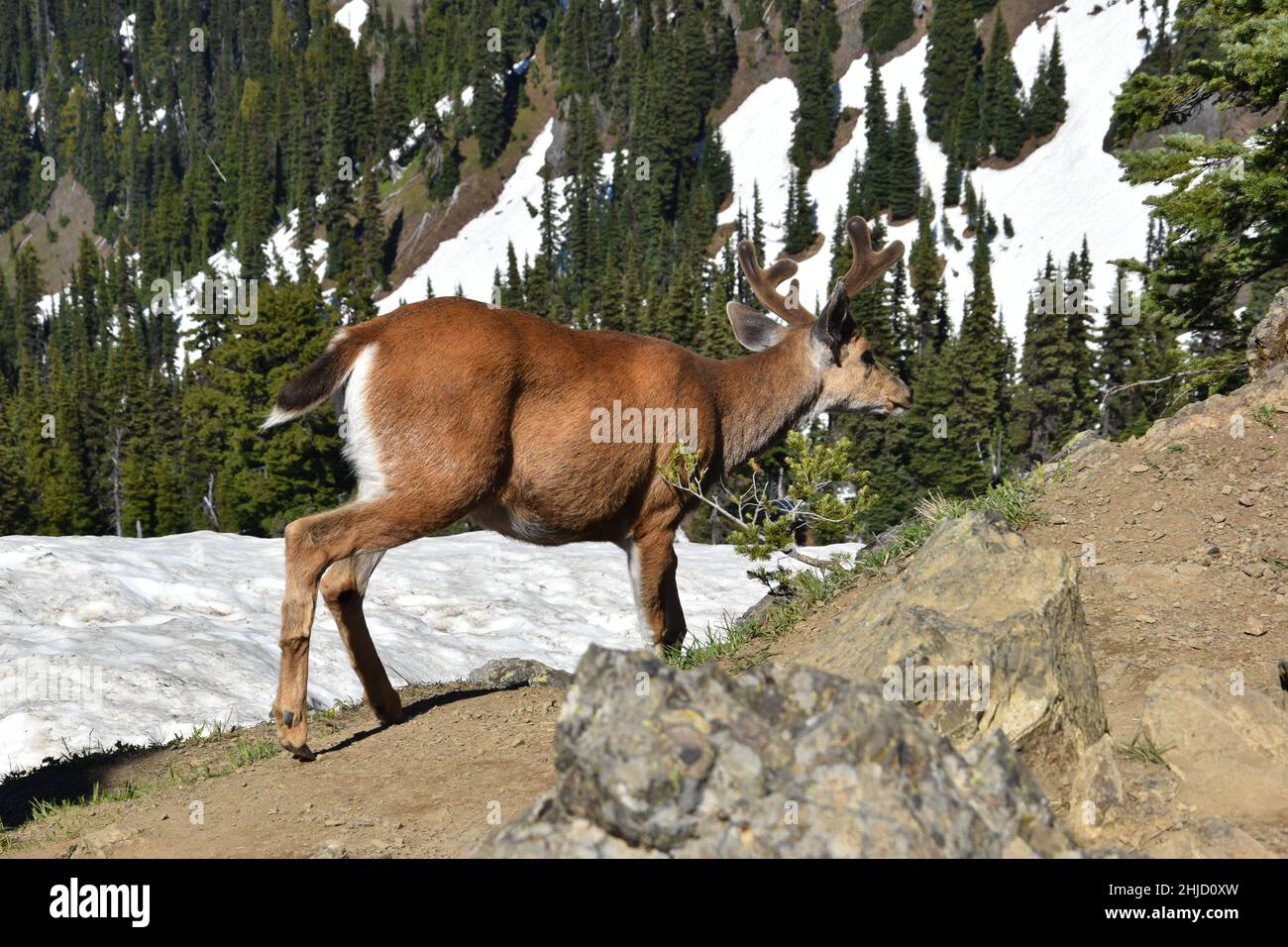 A deer atop Hurricane Ridge in Olympic National Park on the Olympic ...