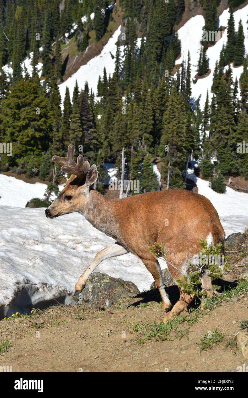 Black tail deer olympic peninsula hi-res stock photography and images ...
